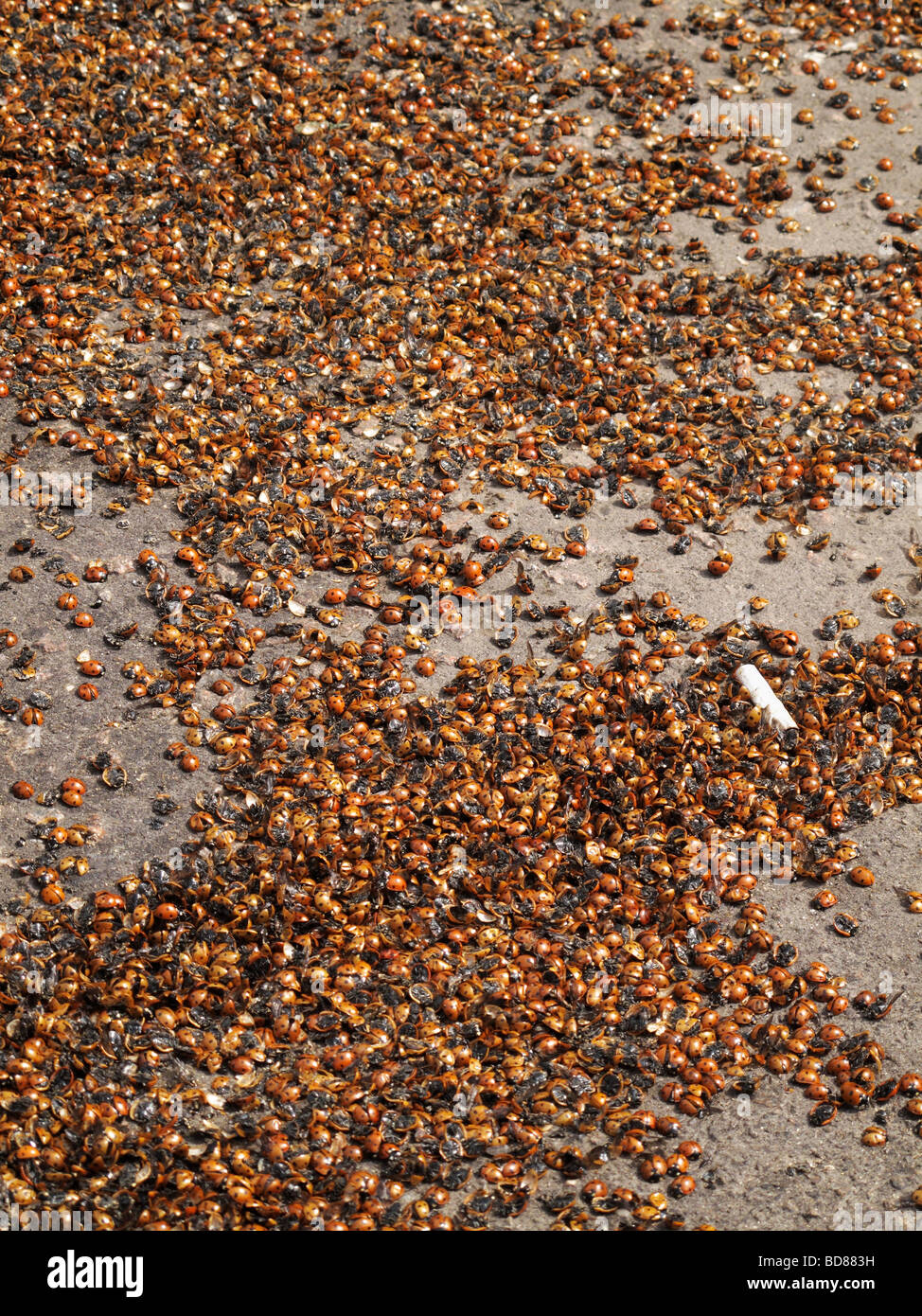 Plague of Ladybirds in Cromer Norfolk UK Stock Photo - Alamy