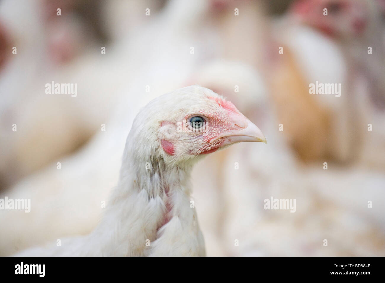 Sasso chickens hi-res stock photography and images - Alamy