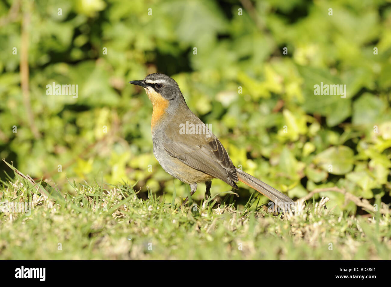 Cape robin hi-res stock photography and images - Alamy