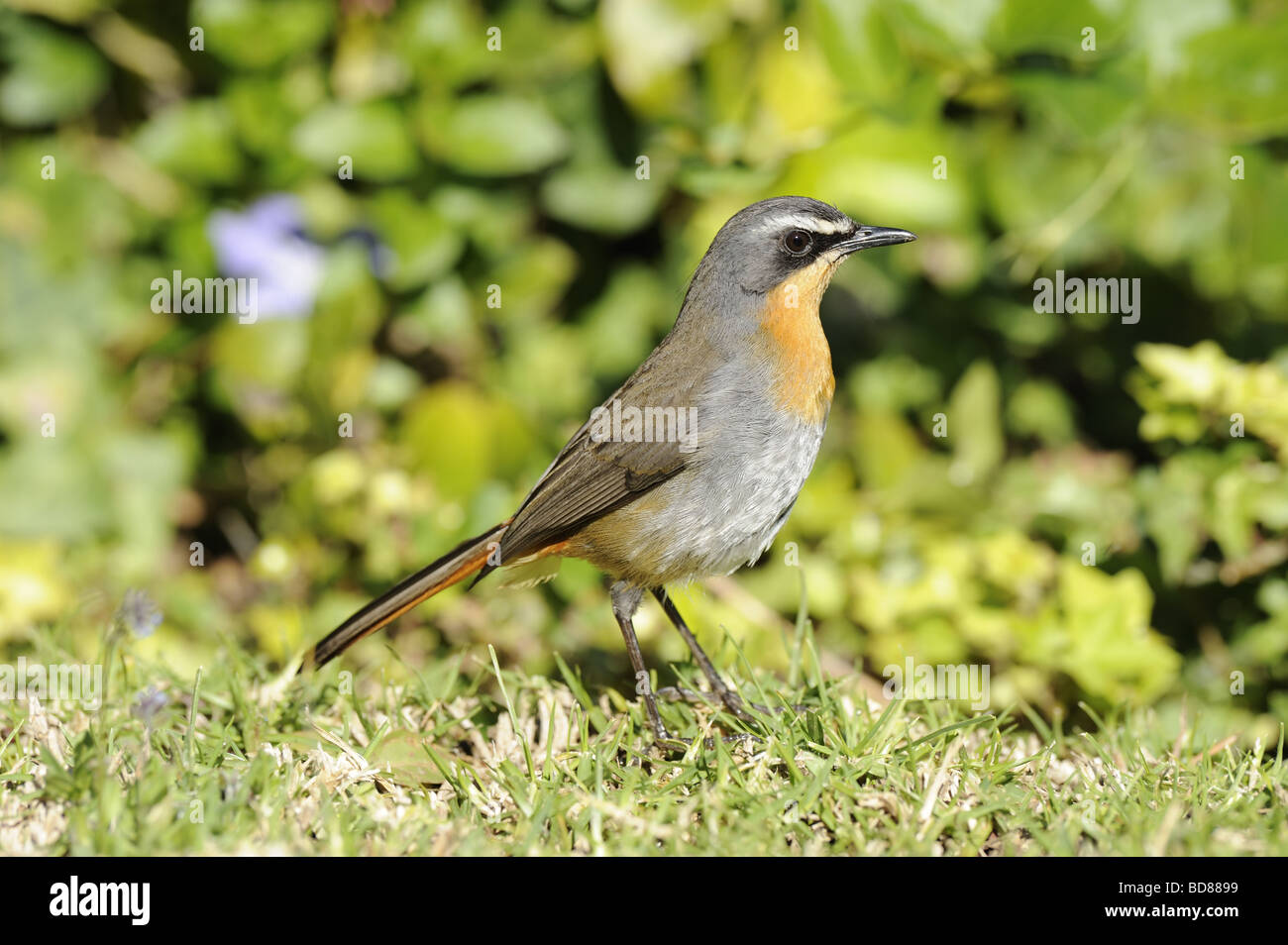 Cape robin hi-res stock photography and images - Alamy