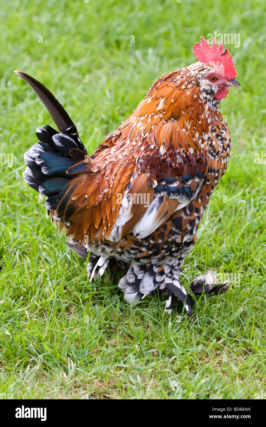 Bantam breed hi-res stock photography and images - Alamy