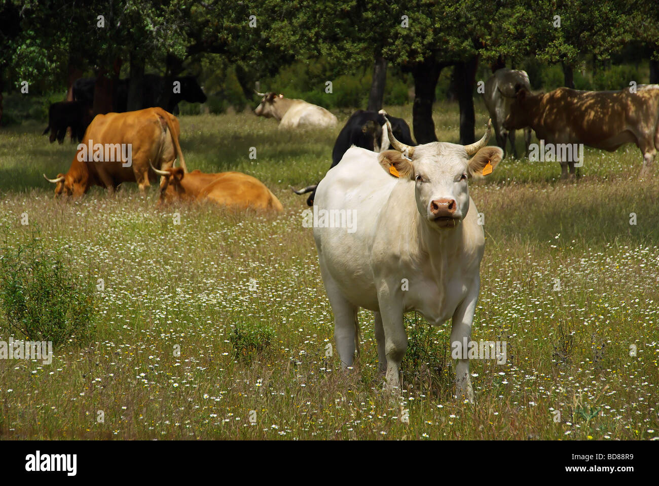 Cow animal hi-res stock photography and images - Alamy