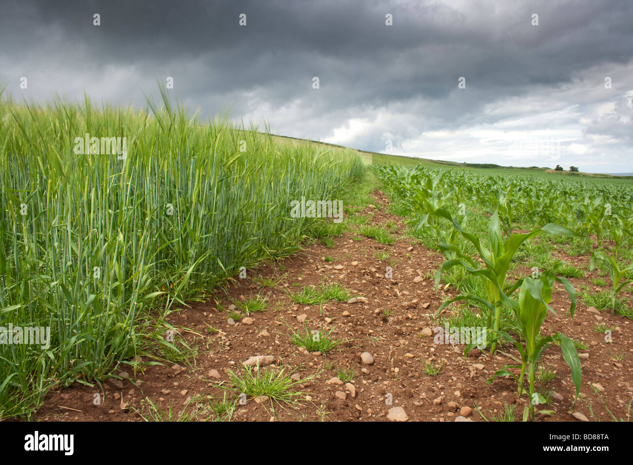 Barley and Corn Divide Stock Photo - Alamy