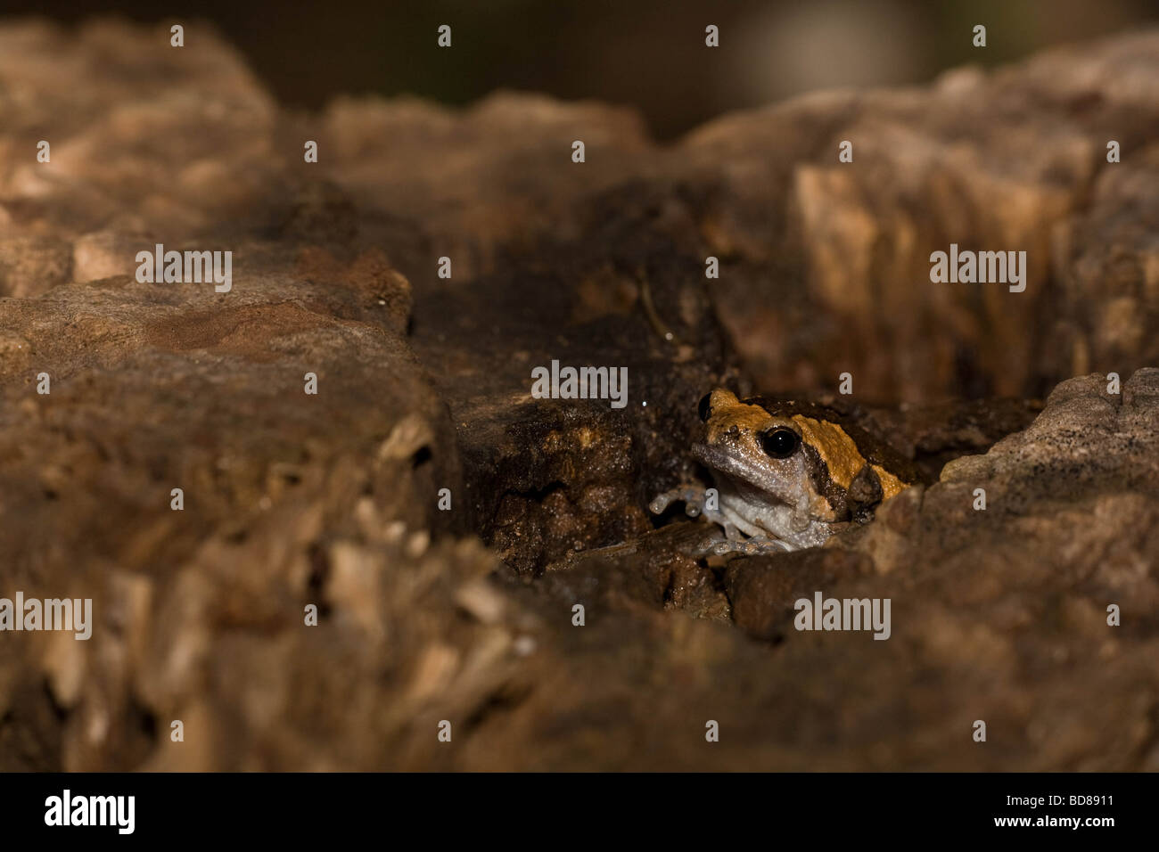Tree toad hi-res stock photography and images - Alamy
