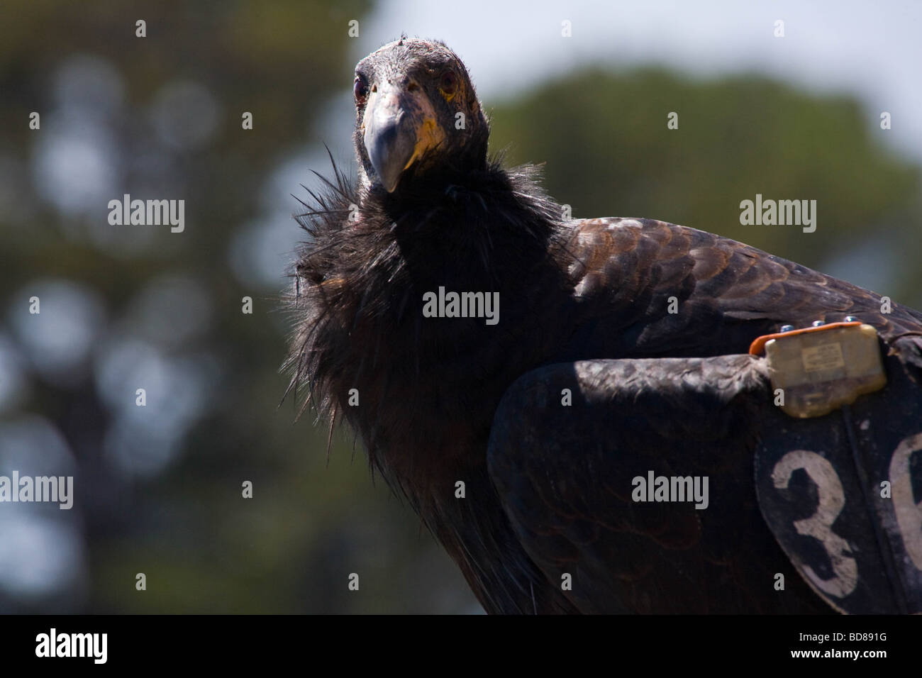 Close up condor hi-res stock photography and images - Alamy