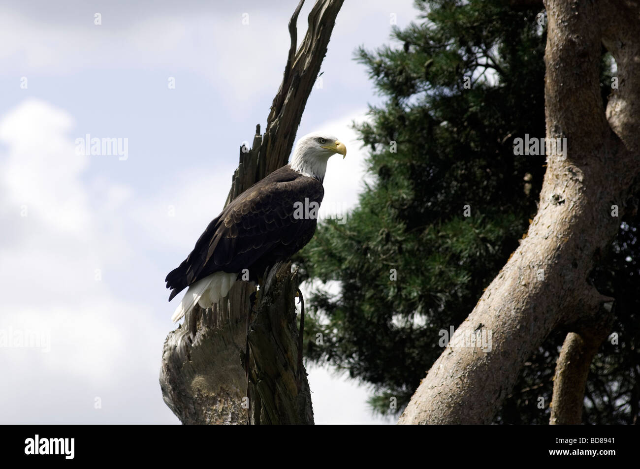 Bald Eagle, bird of prey in flight during show at Warwick Castle ...