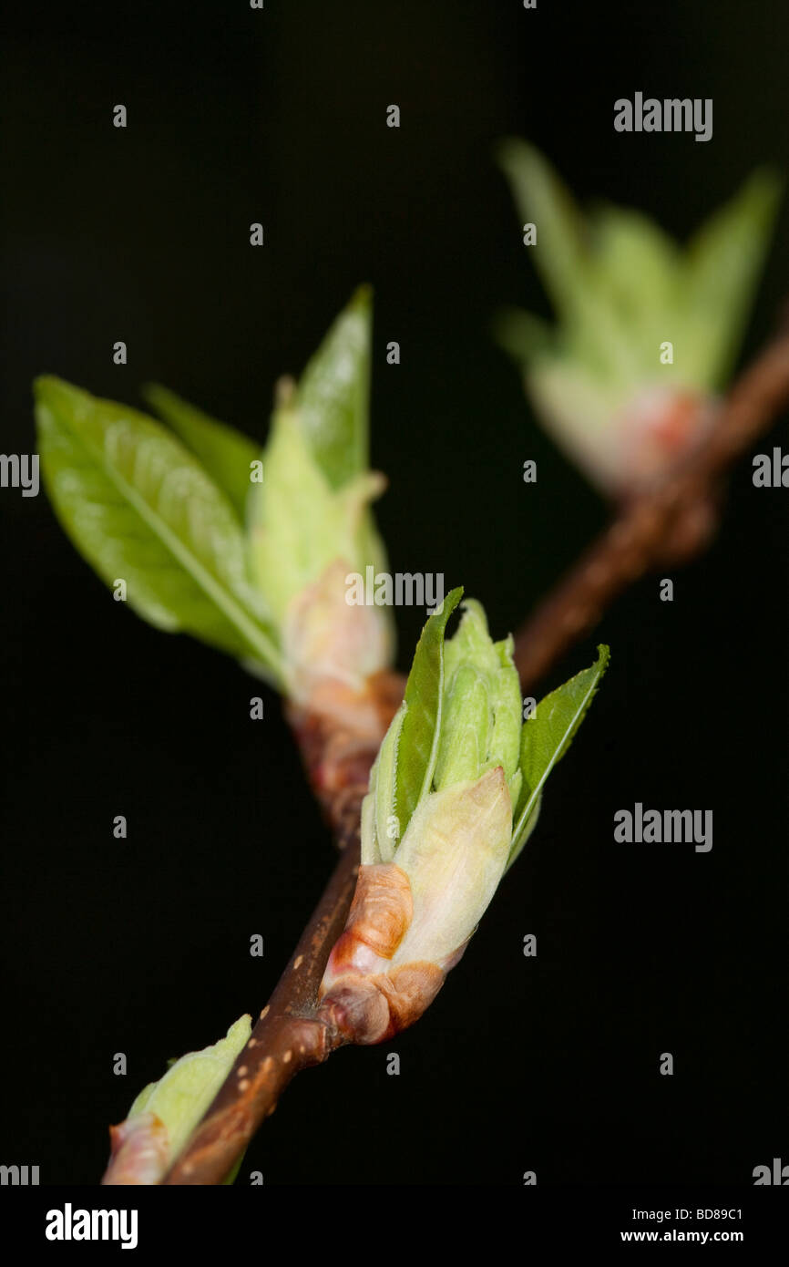 Budding tip hi-res stock photography and images - Alamy