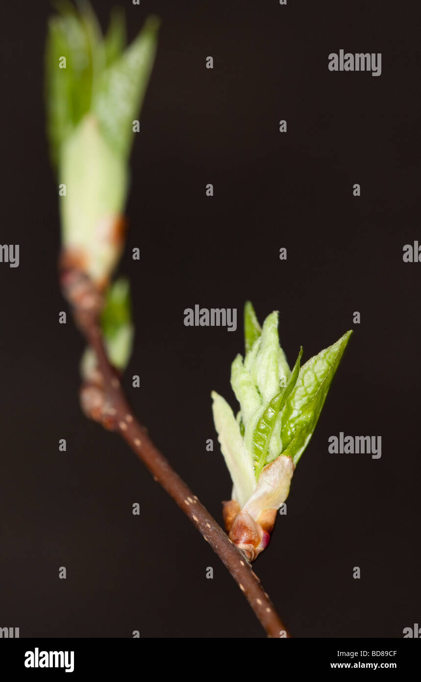 One isolated budding young tree leaf at spring Stock Photo - Alamy