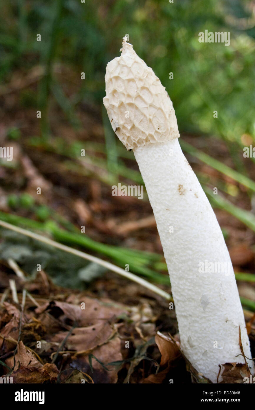 Common stinking horn hi-res stock photography and images - Alamy