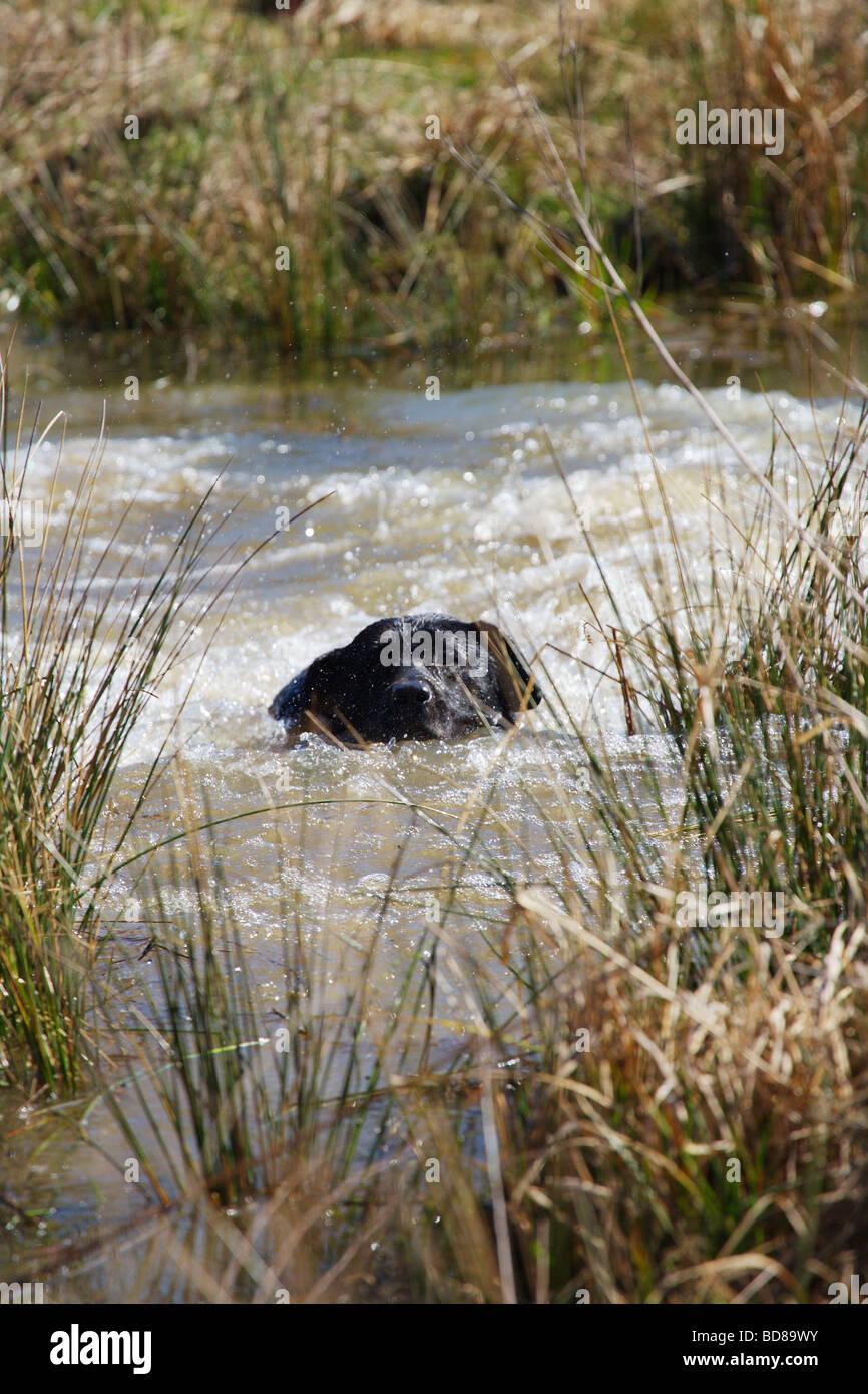 BLACK LAB LABRADOR SWIMMING ACROSS CREEK WITH PHEASANT IN MOUTH Stock ...