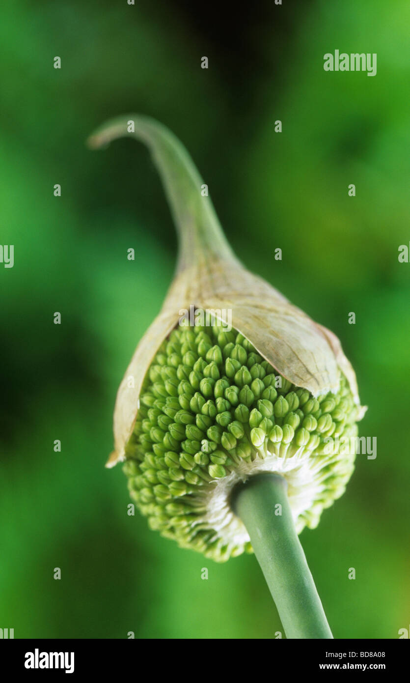 ornamental onion Allium Forelock in bud releasing outer skin Stock ...