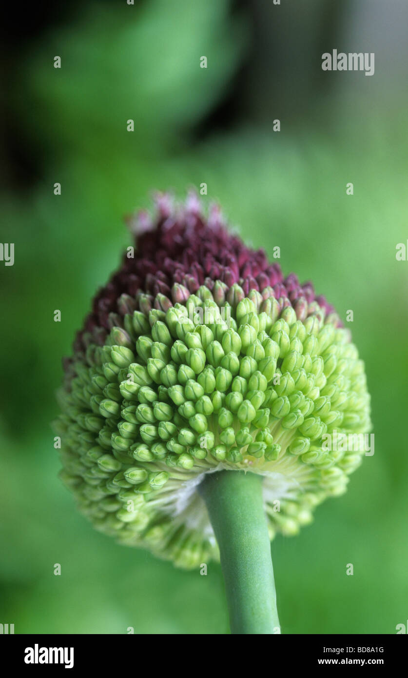 ornamental onion Allium Forelock in bud Stock Photo - Alamy
