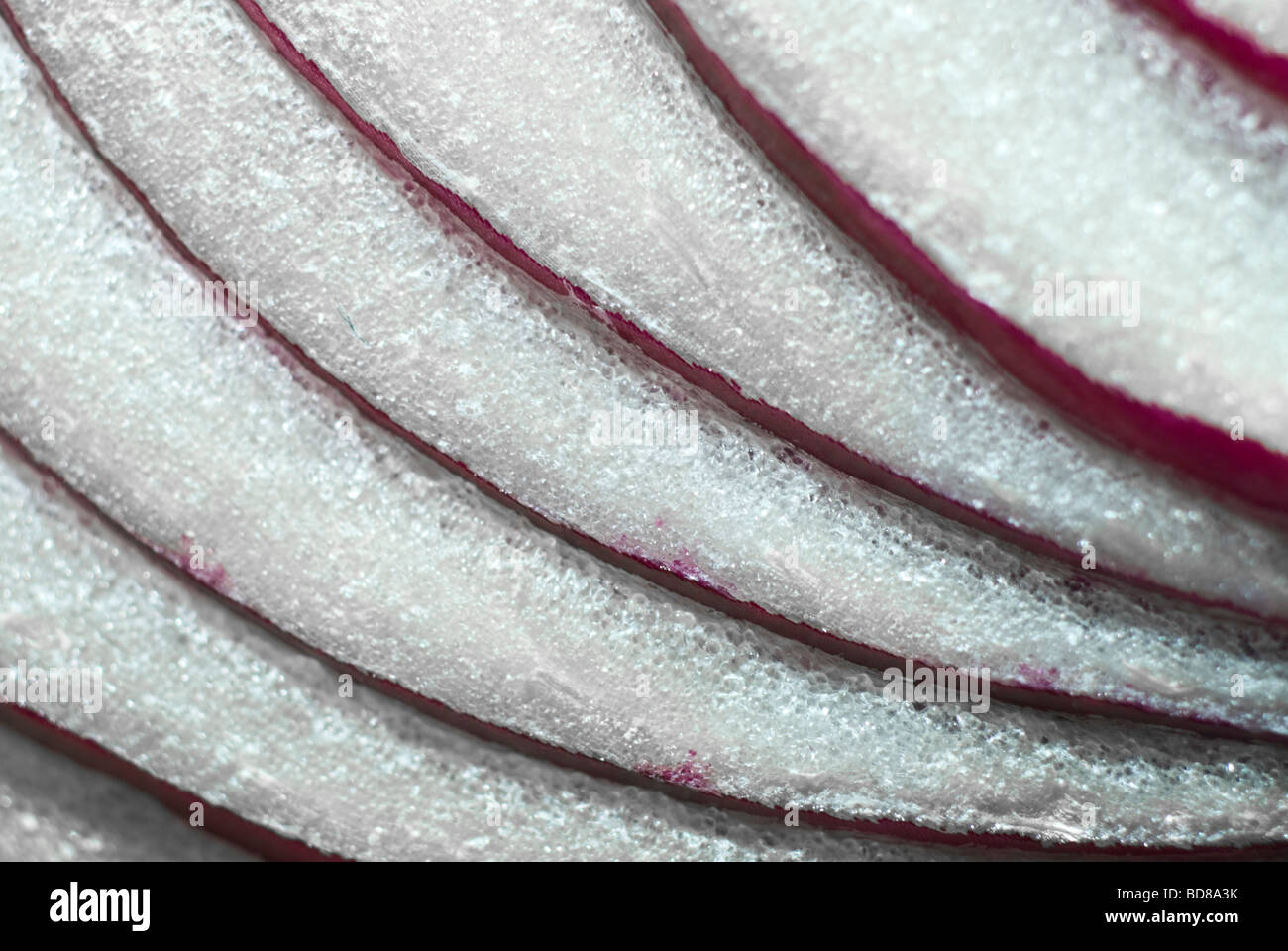 Onion cells hi-res stock photography and images - Alamy