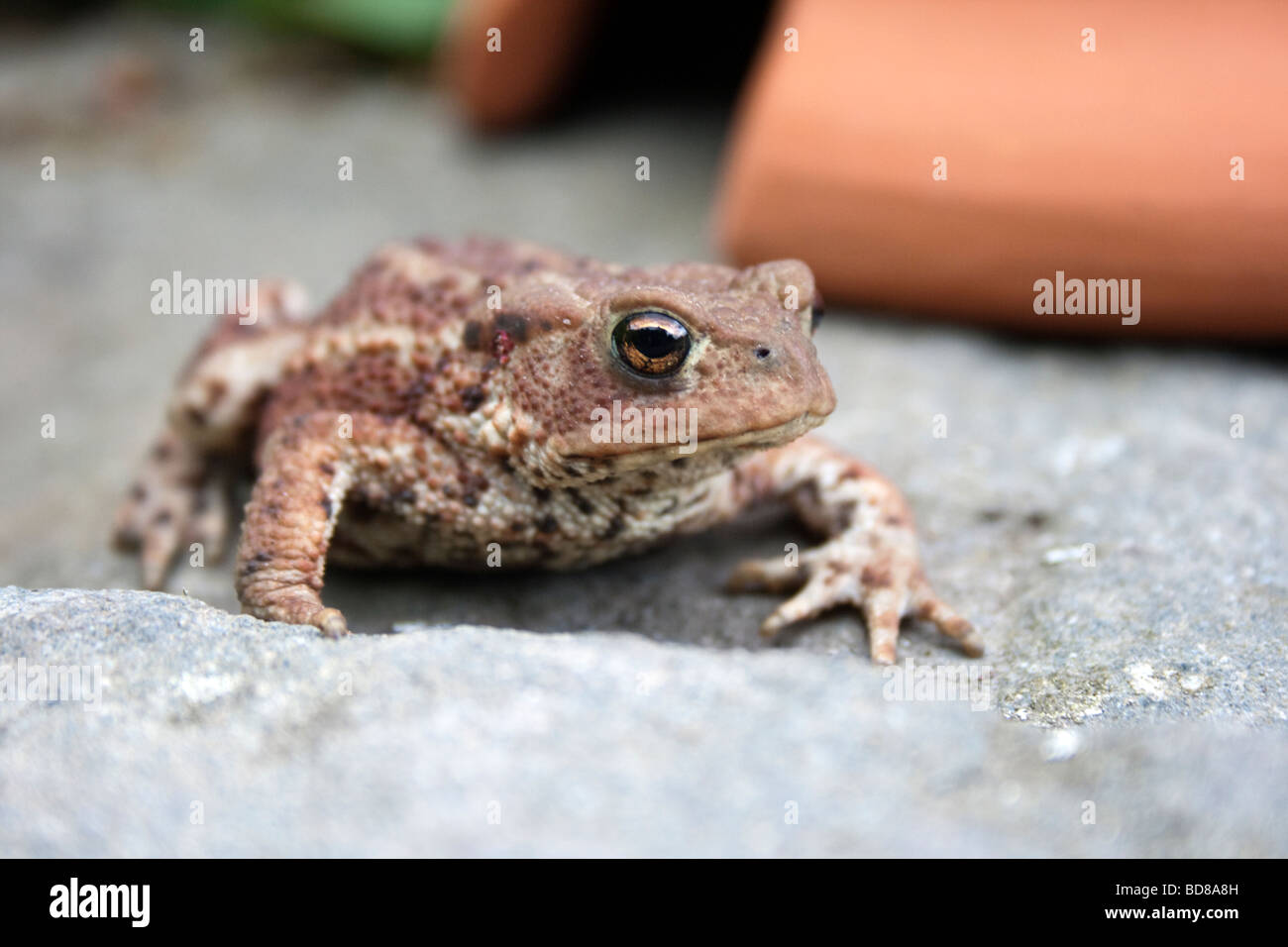 Toad Outside Home Stock Photo - Alamy