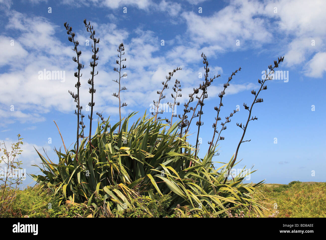 Plants on Herm Island Channel Islands Stock Photo - Alamy