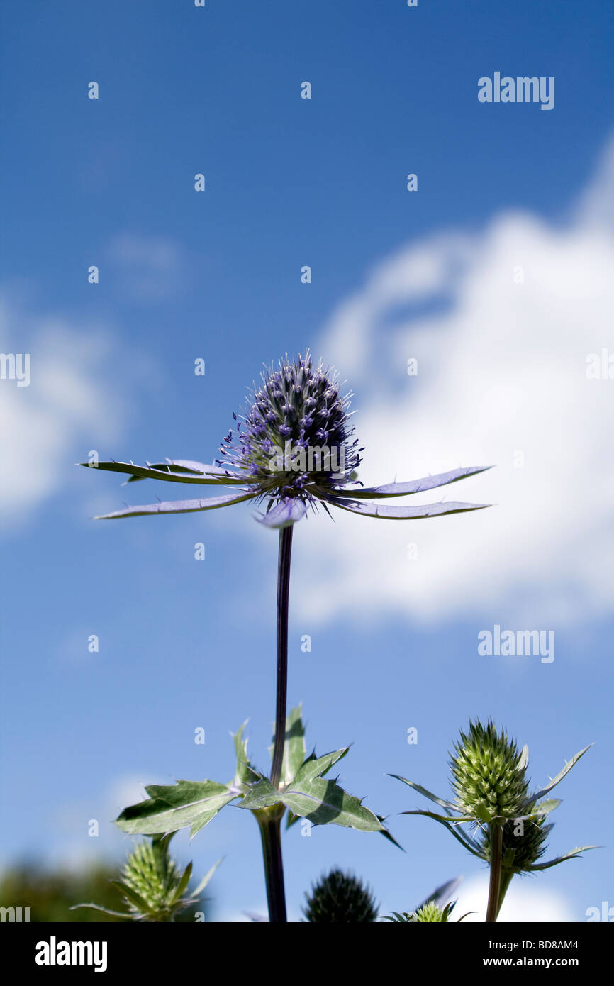 Blue thistle hi-res stock photography and images - Alamy