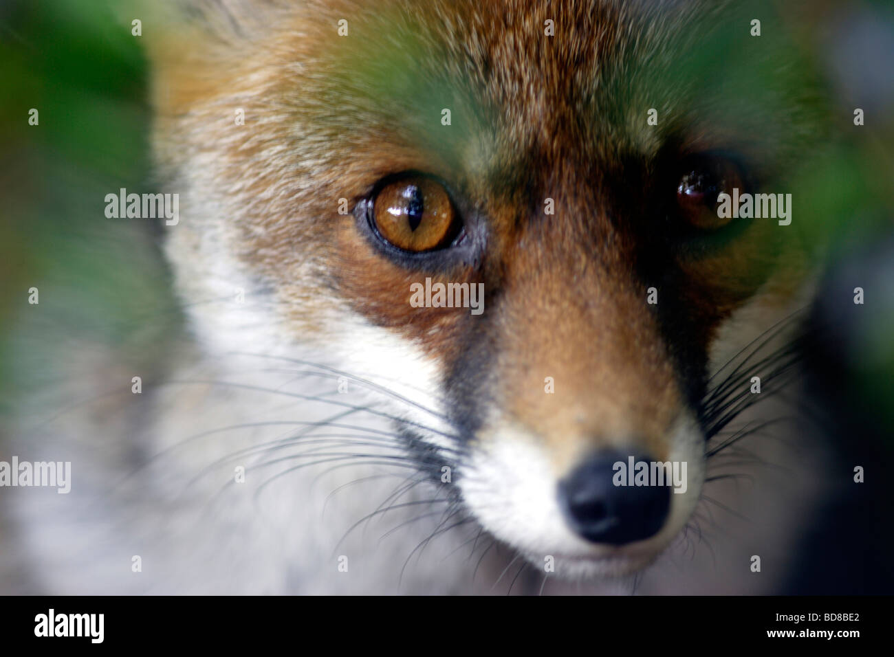 Close Up Face Portrait of a Fox Peering through Leaves from a Bush ...