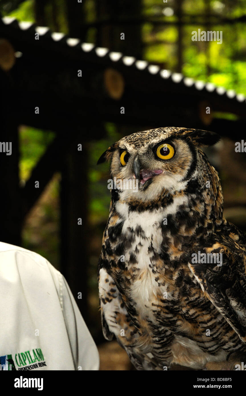 Owl attraction at Capilano Suspension Bridge Park in North Vancouver ...
