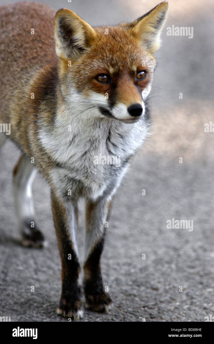 Fox Standing on a Road Stock Photo - Alamy