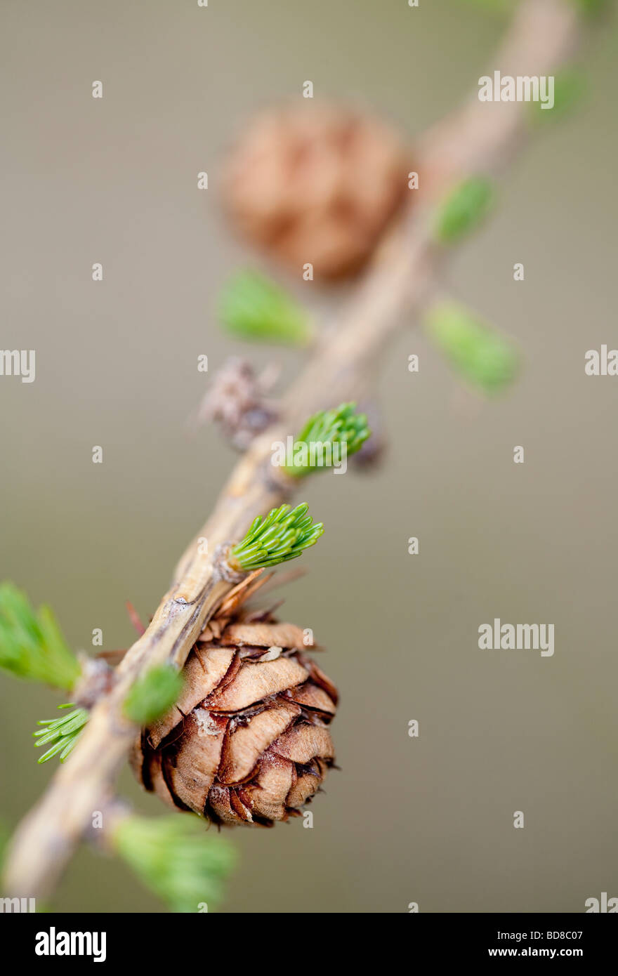 Reproductive Cone High Resolution Stock Photography and Images - Alamy