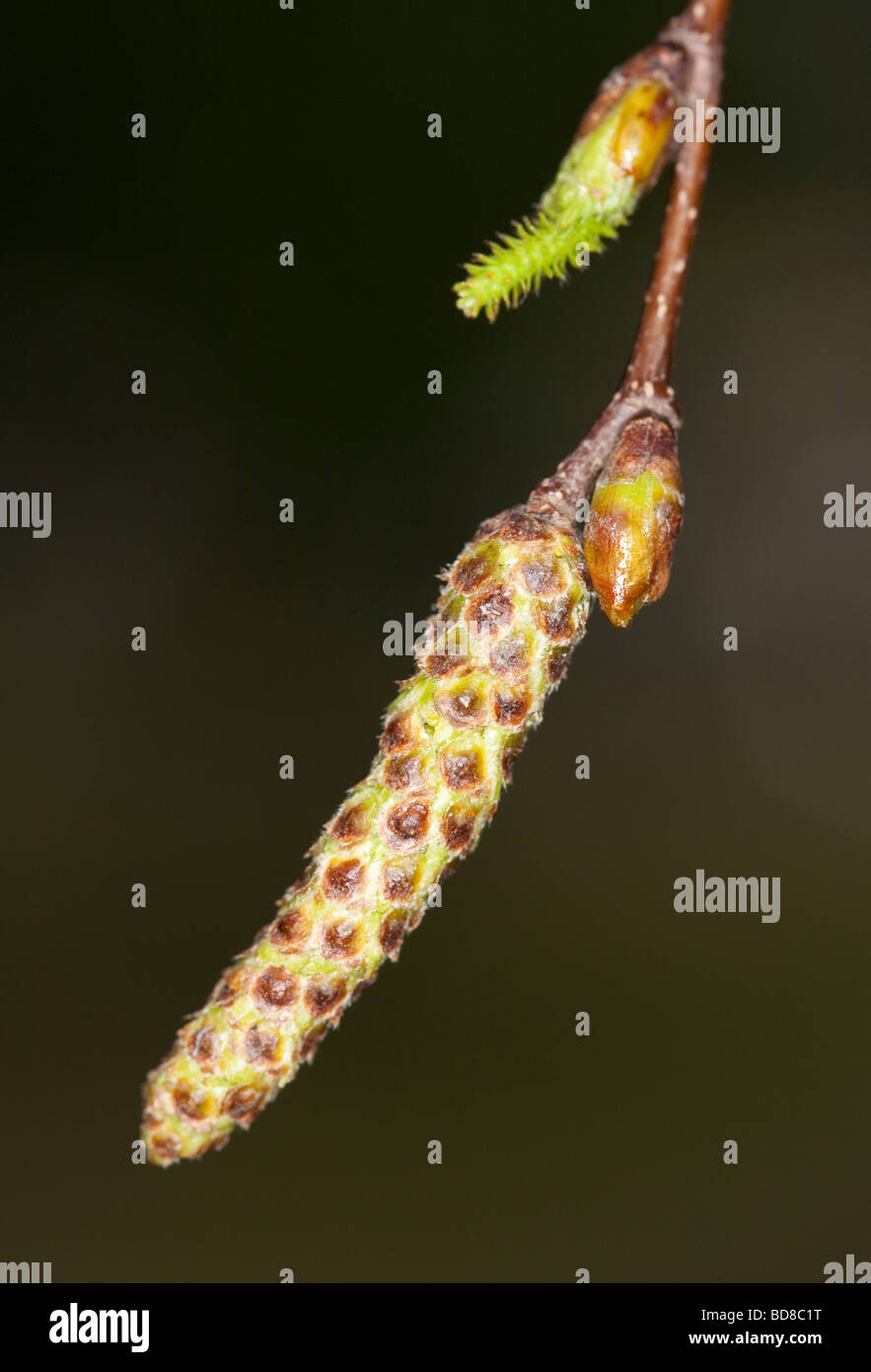 Birch ( betula ) tree reproduction Stock Photo - Alamy