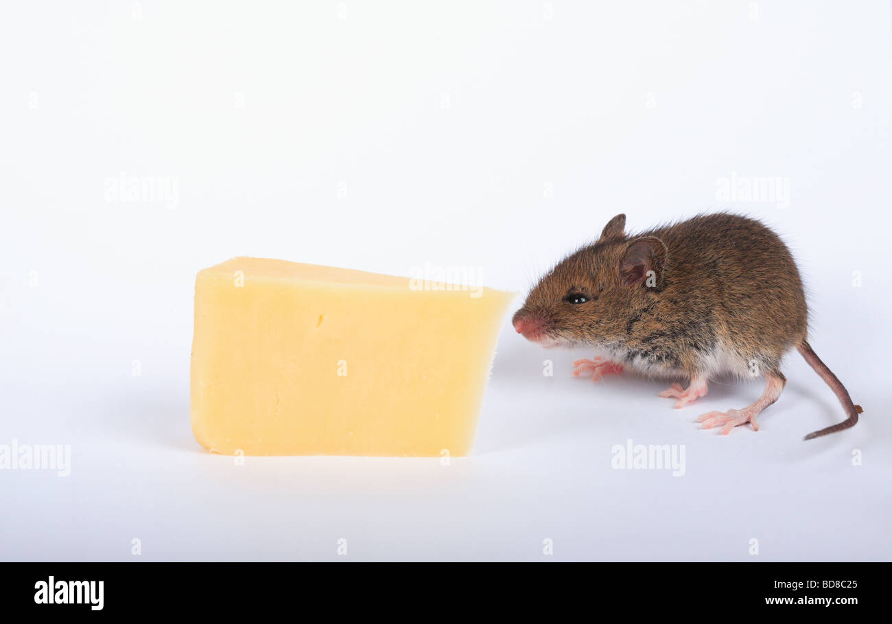 Mouse smelling cheese Stock Photo - Alamy
