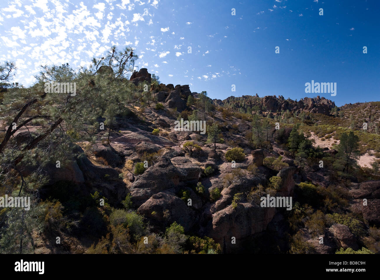 Small trees cling to a rocky hillside in the Pinnacles National Park ...