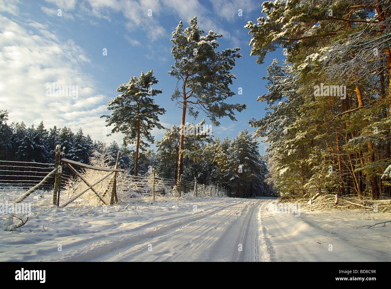 Wald im Winter forest in winter 01 Stock Photo - Alamy