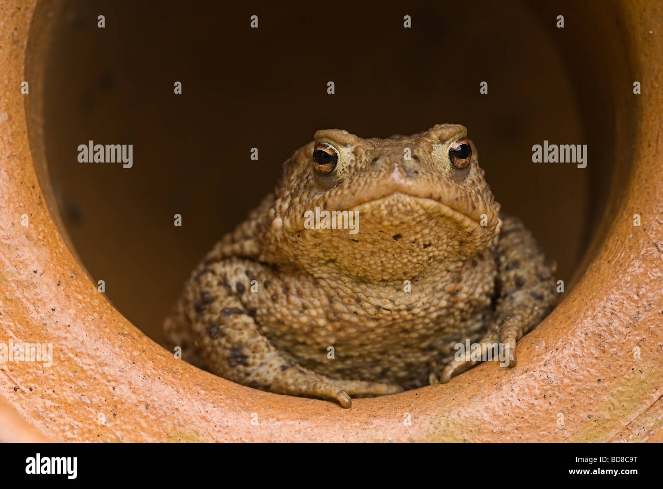 Adult common toad protecting itself and sheltering inside an empty ...