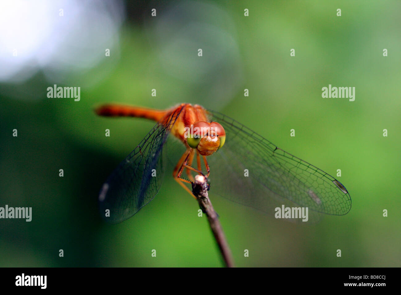 Ruby Meadowhawk Dragonfly Stock Photo - Alamy