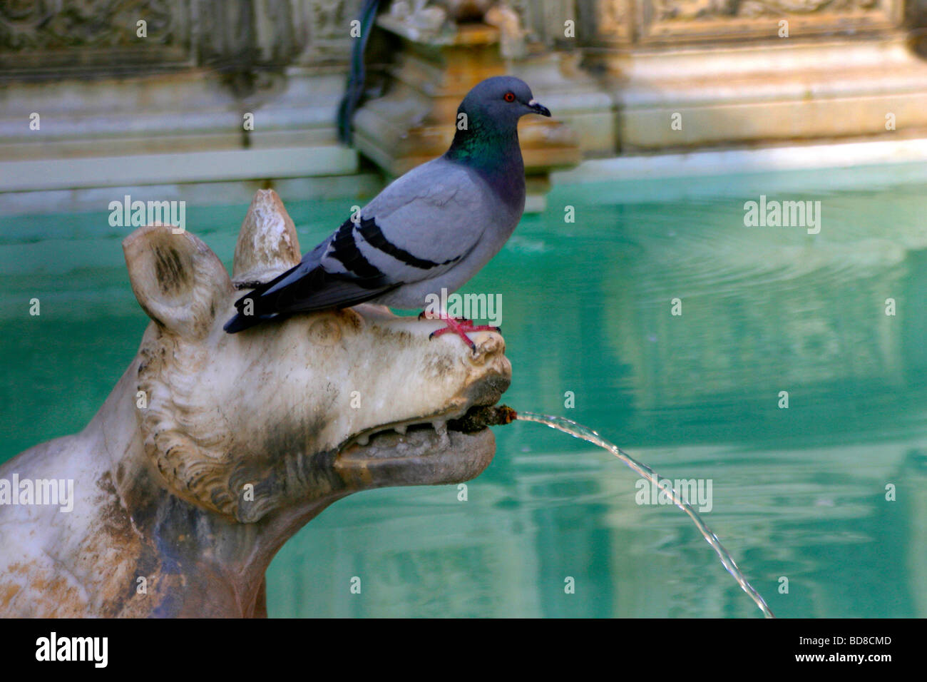 Fonte Gaia Water Fountain Detail of Wolf and Pigeons Piazza del Campo ...