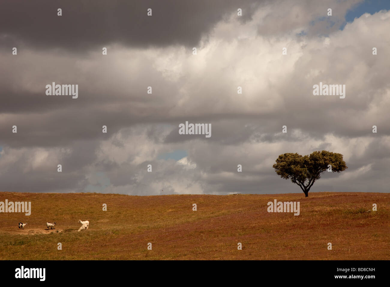 lonely tree in a alentejo farm the south of portugal Stock Photo - Alamy