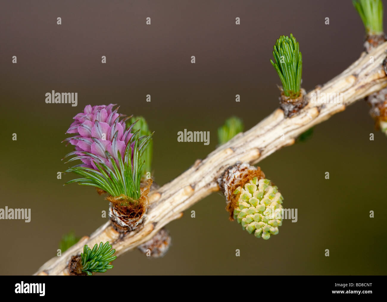 Larch ( larix ) reproduction Stock Photo - Alamy