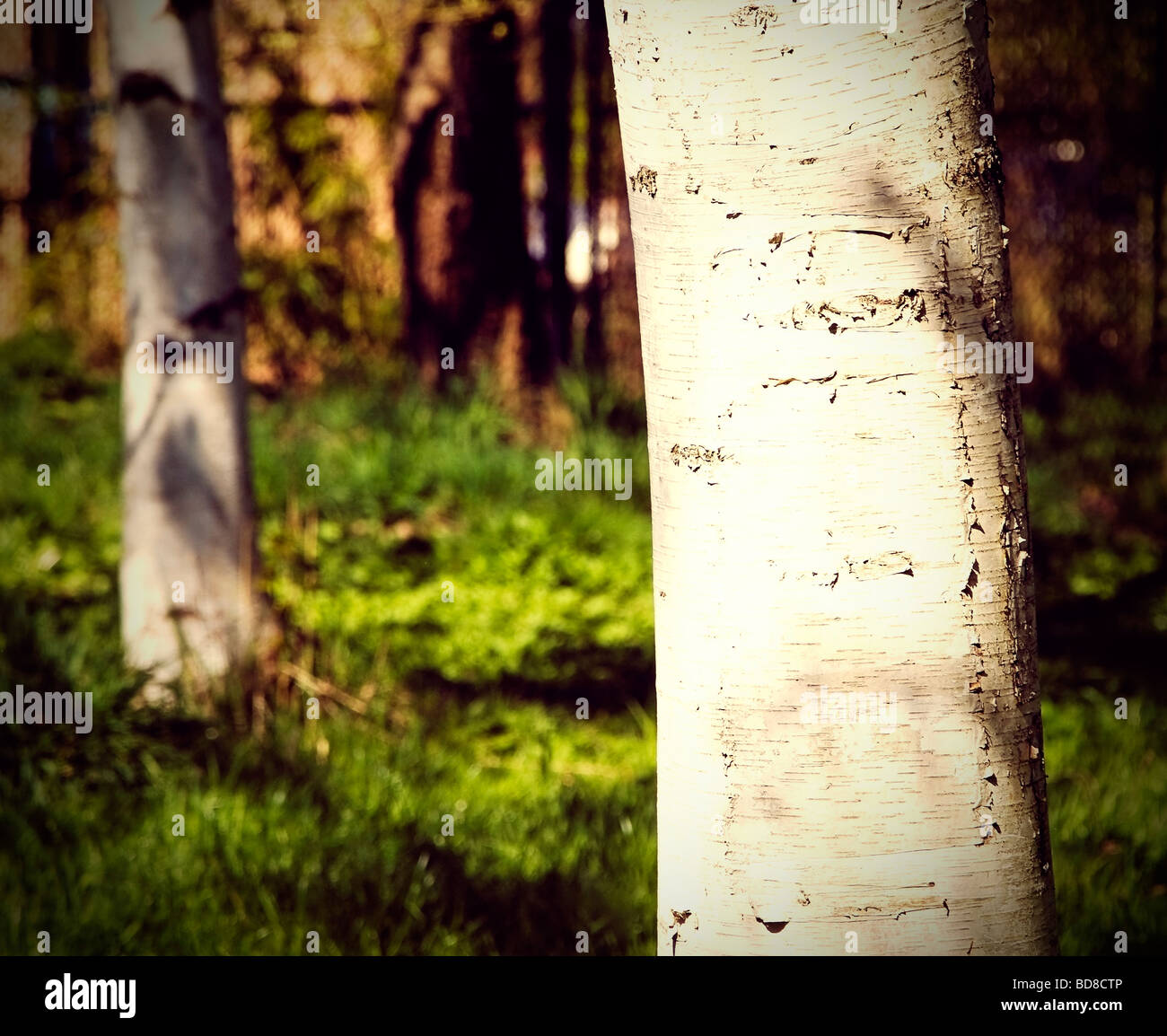 Brown aspens hi-res stock photography and images - Alamy