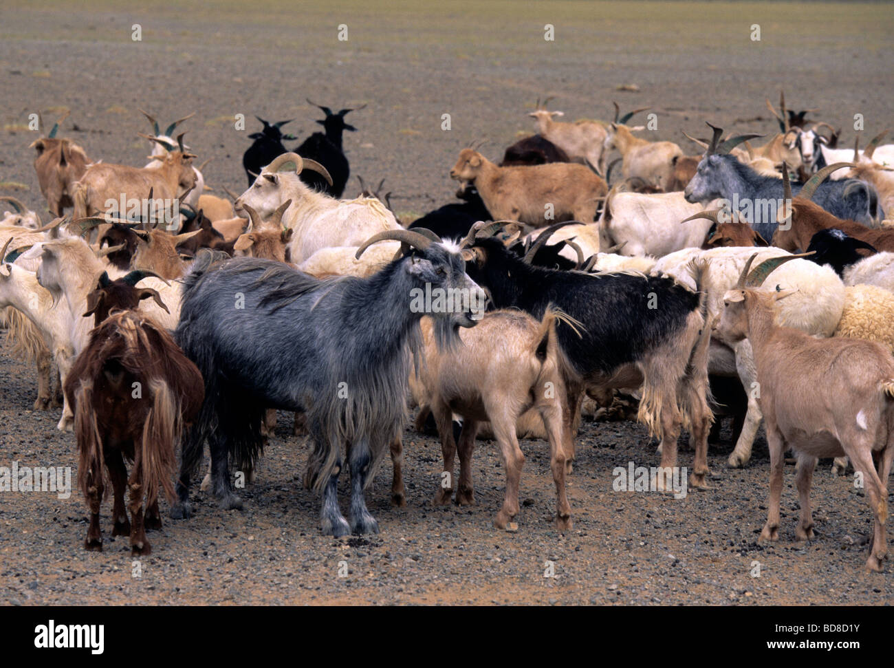 Goats flock in the Gobi Desert, Mongolia Stock Photo - Alamy