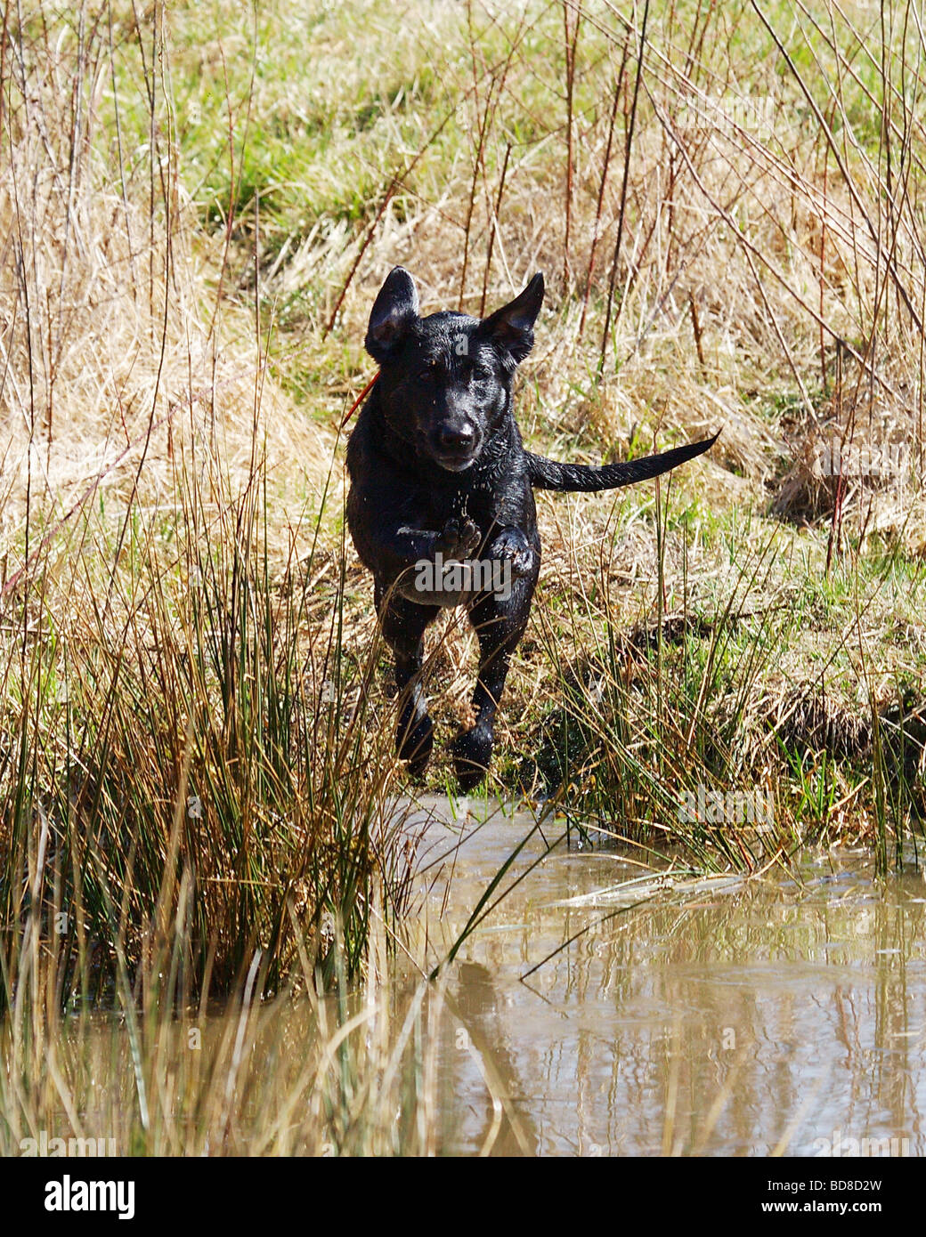 BLACK LAB LABRADOR ON A RETRIEVE CAUGHT IN MID AIR DIVING ACROSSED A ...