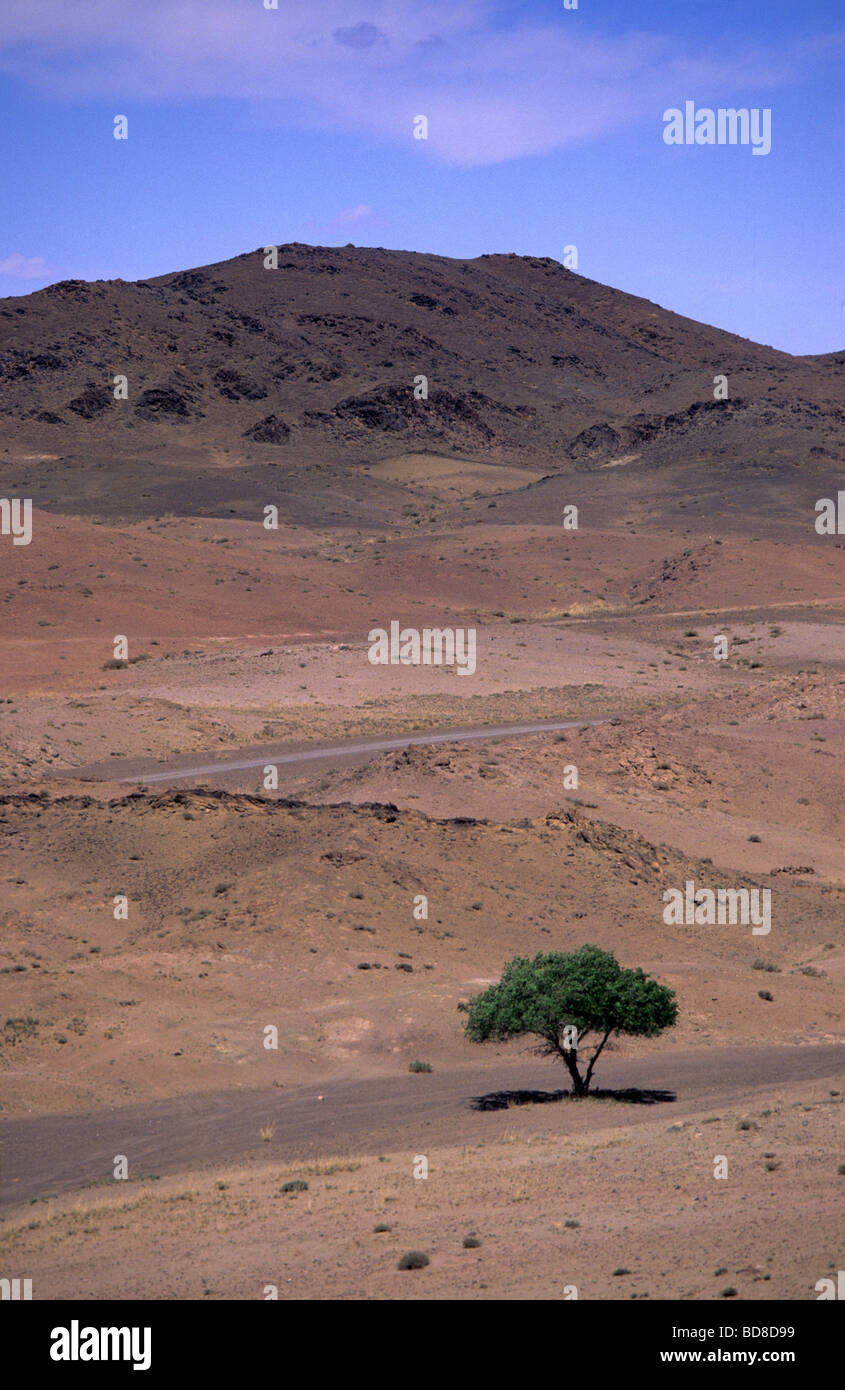Vegetation gobi desert hi-res stock photography and images - Alamy