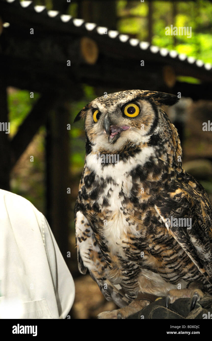 Tame Owl under the Capilano Suspension Bridge in North Vancouver Canada ...