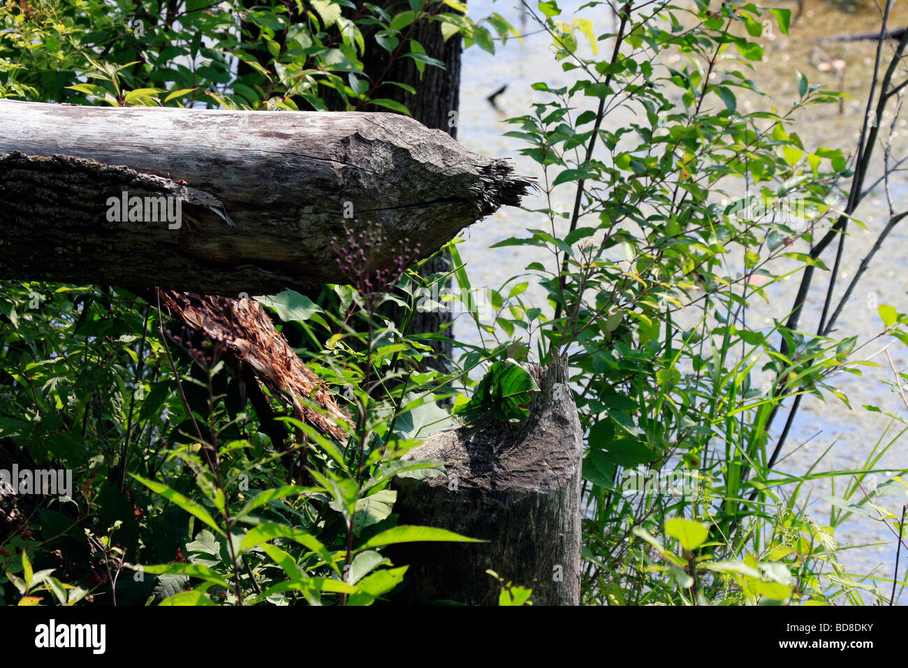 Beaver tree hi-res stock photography and images - Alamy