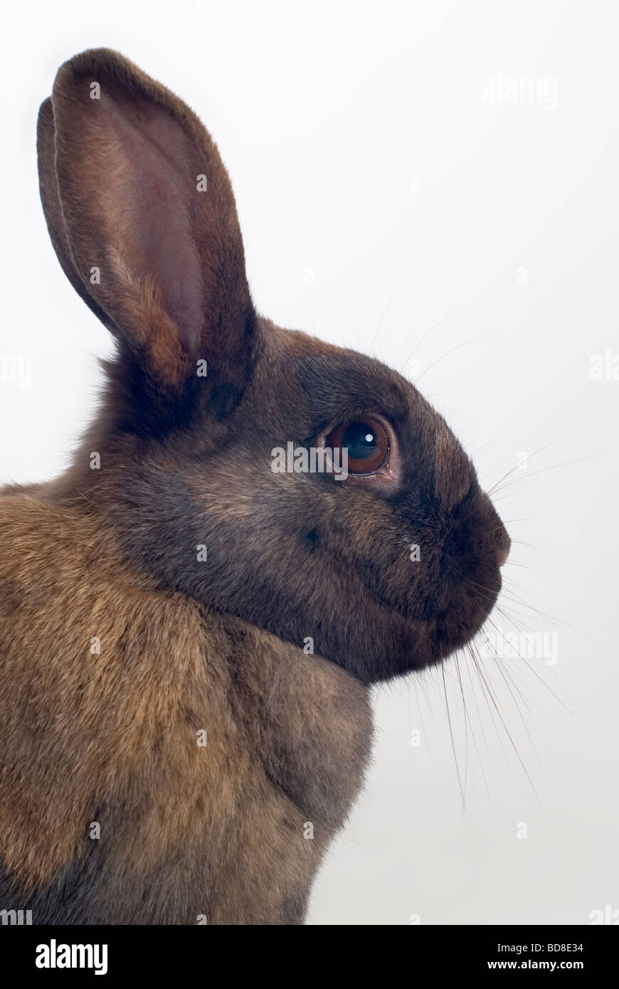 Portrait isolated single domestic rabbit in a studio Stock Photo - Alamy