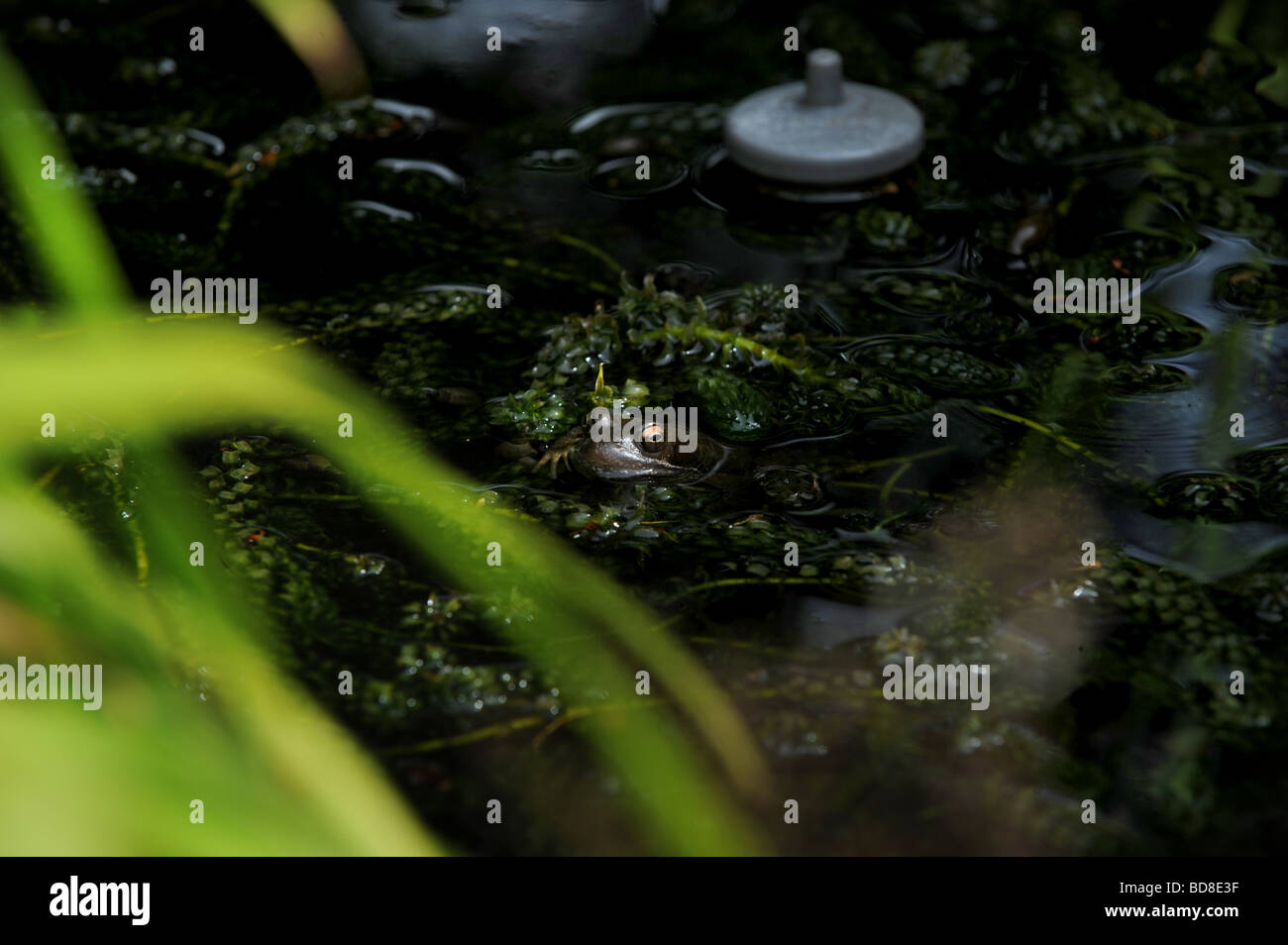 Small pond garden frog hi-res stock photography and images - Alamy
