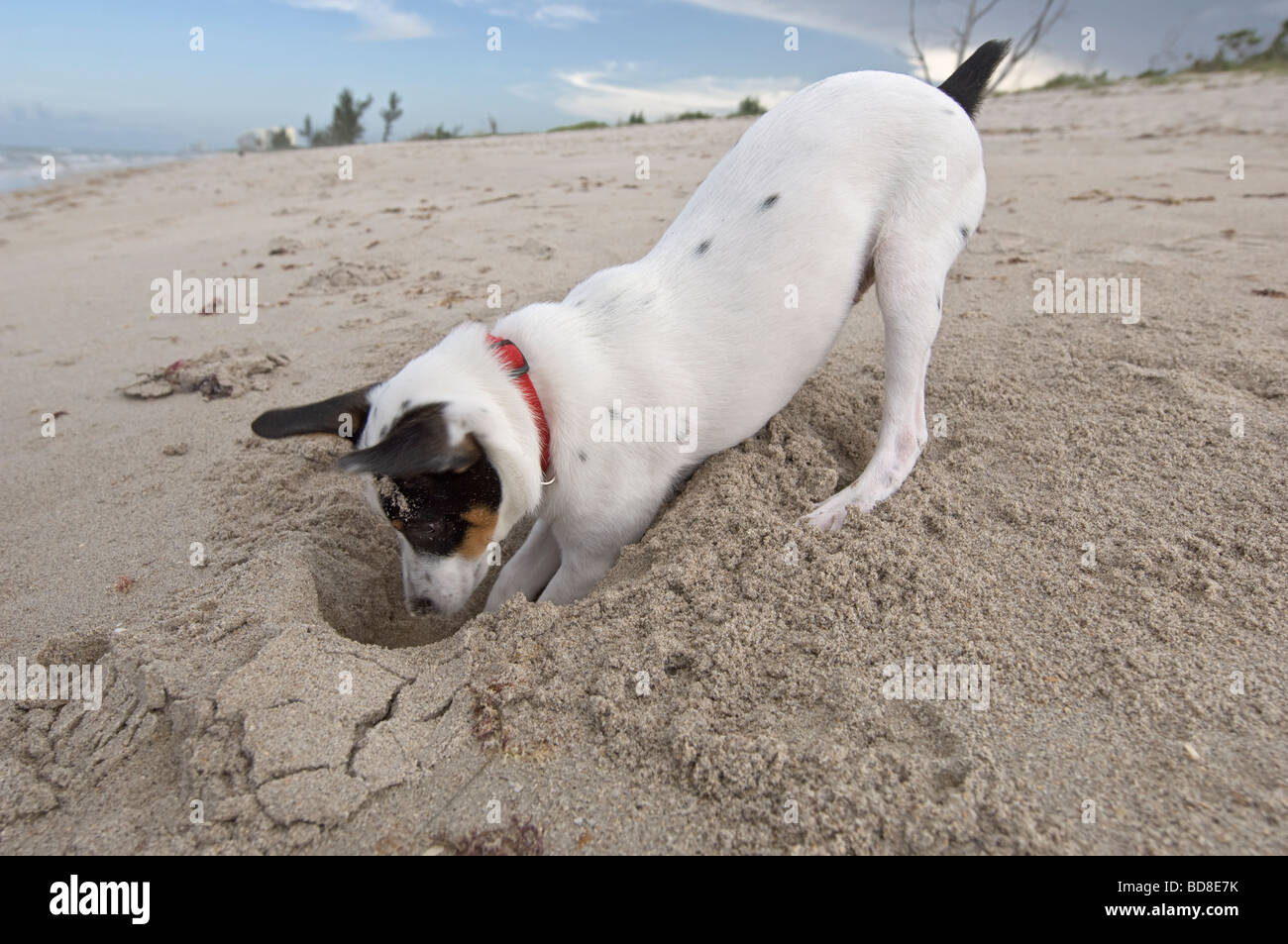 Terrier digging sand hi-res stock photography and images - Alamy