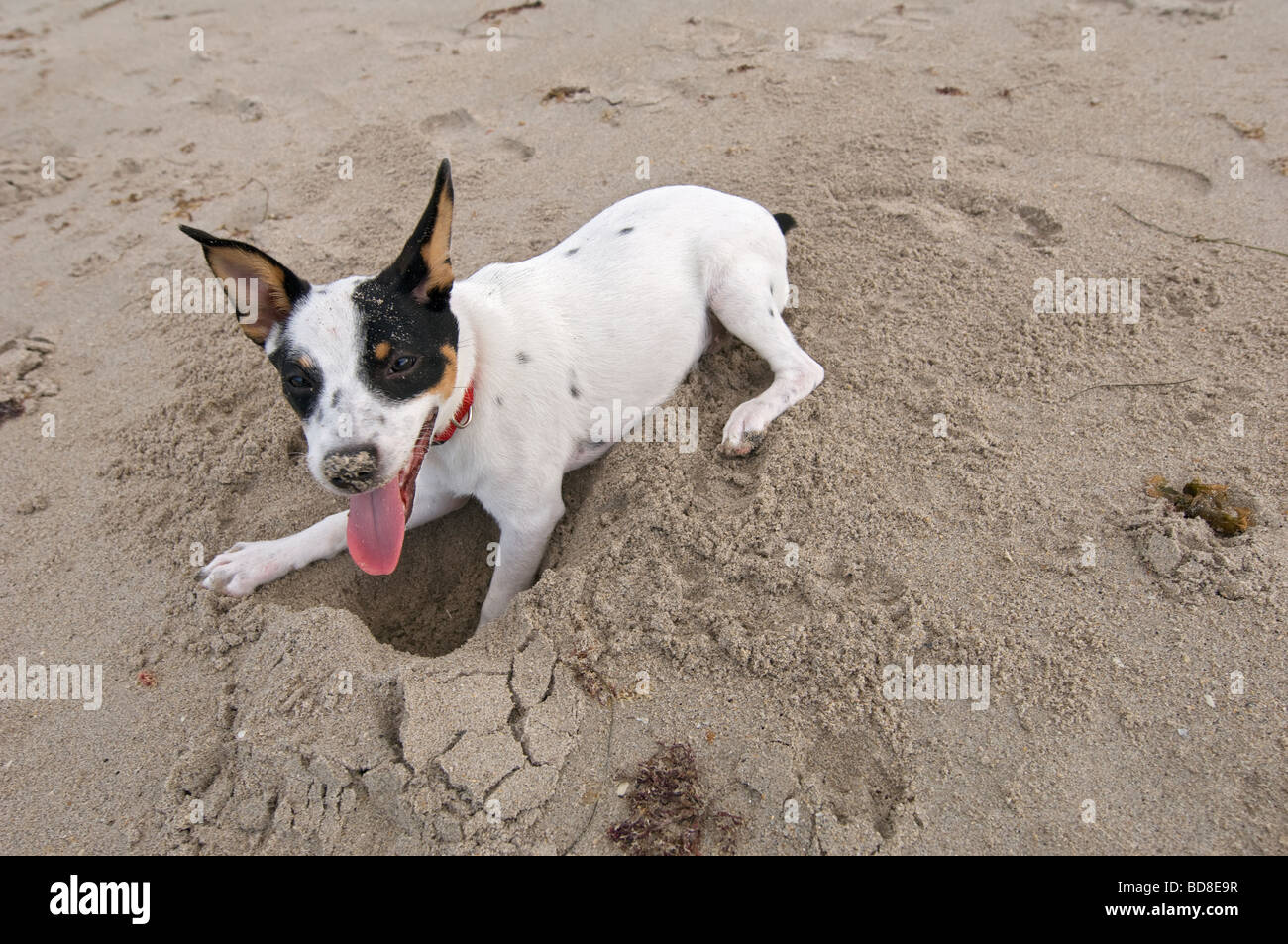 Rat Terrier puppy on beach digging a hole in the sand Stock Photo - Alamy