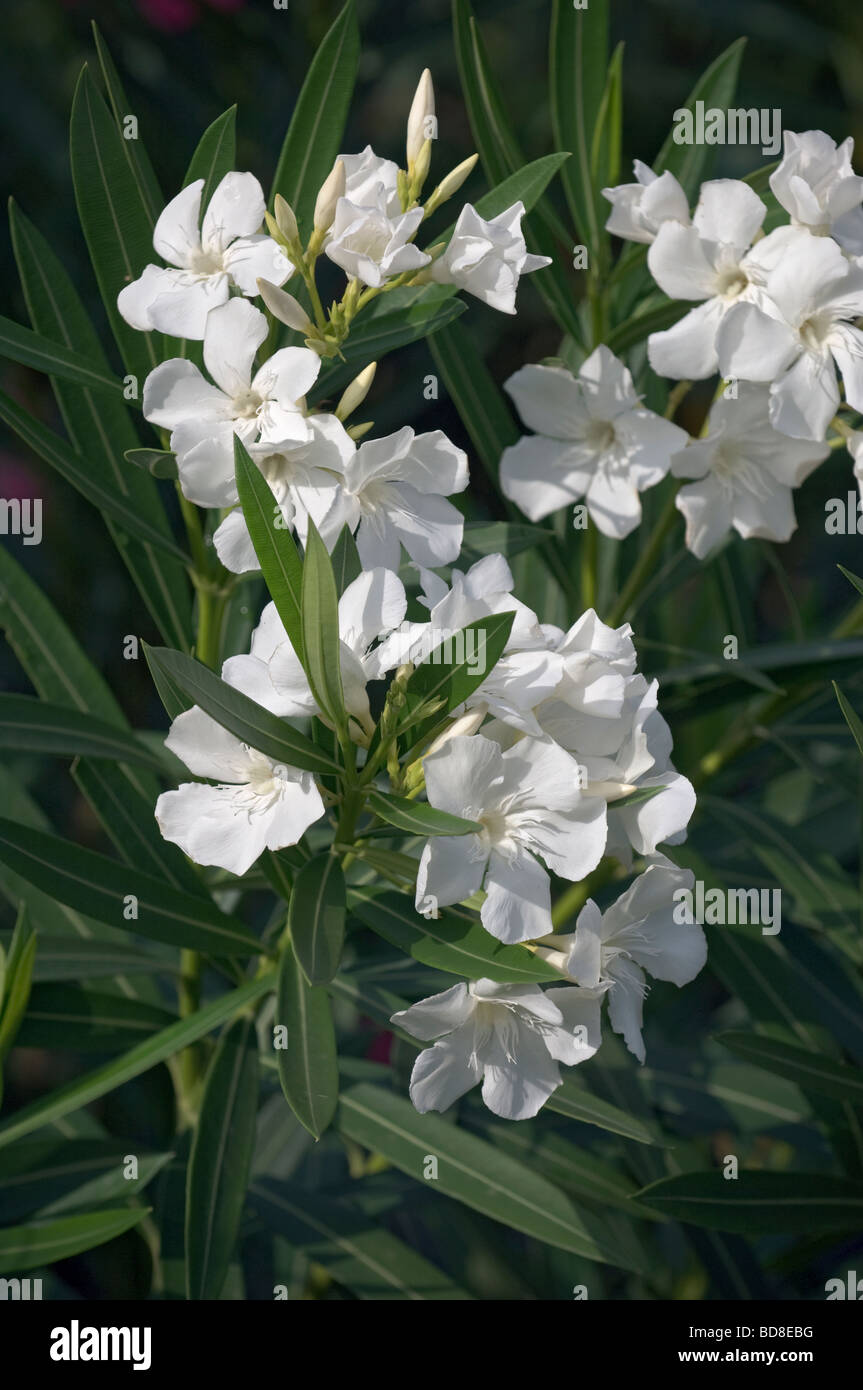 flowering oleander plant Stock Photo - Alamy