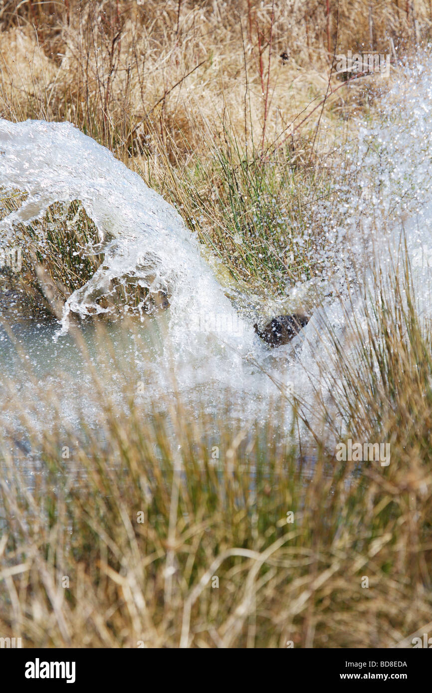 BLACK LAB LABRADOR ON A RETRIEVE DIVING INTO A CREEK WATER SPLASHING ...