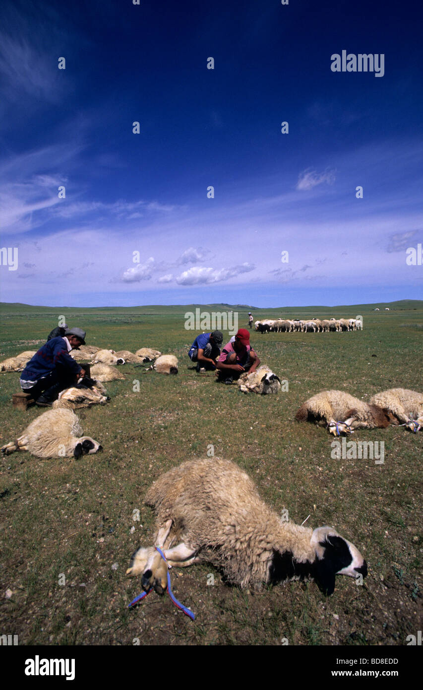 Nomad family shearing sheep, Mongolia Stock Photo - Alamy