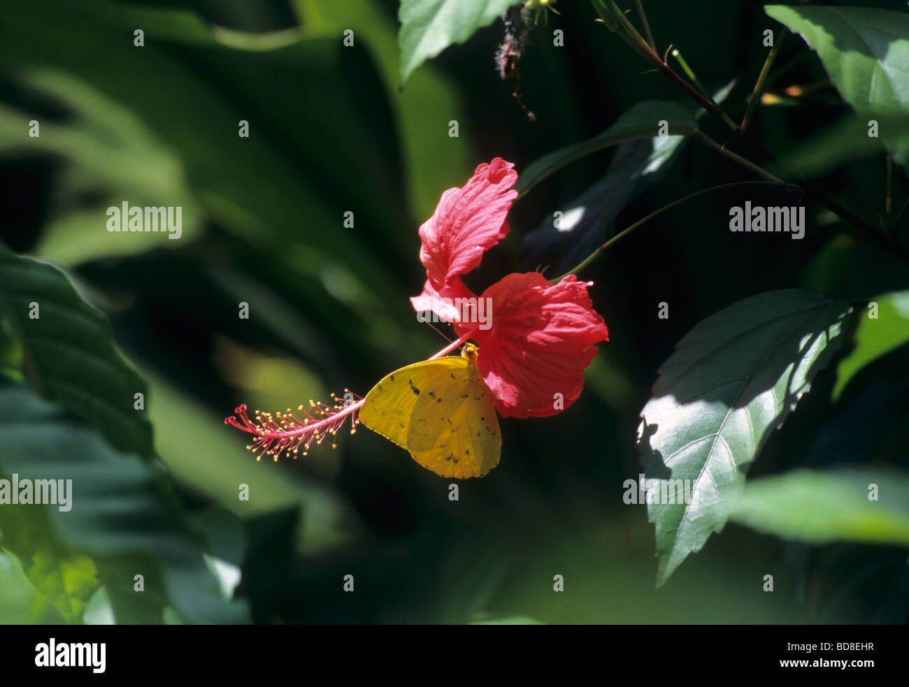 Red hibiscus flower with yellow butterfly -Caribbean - Dominican ...