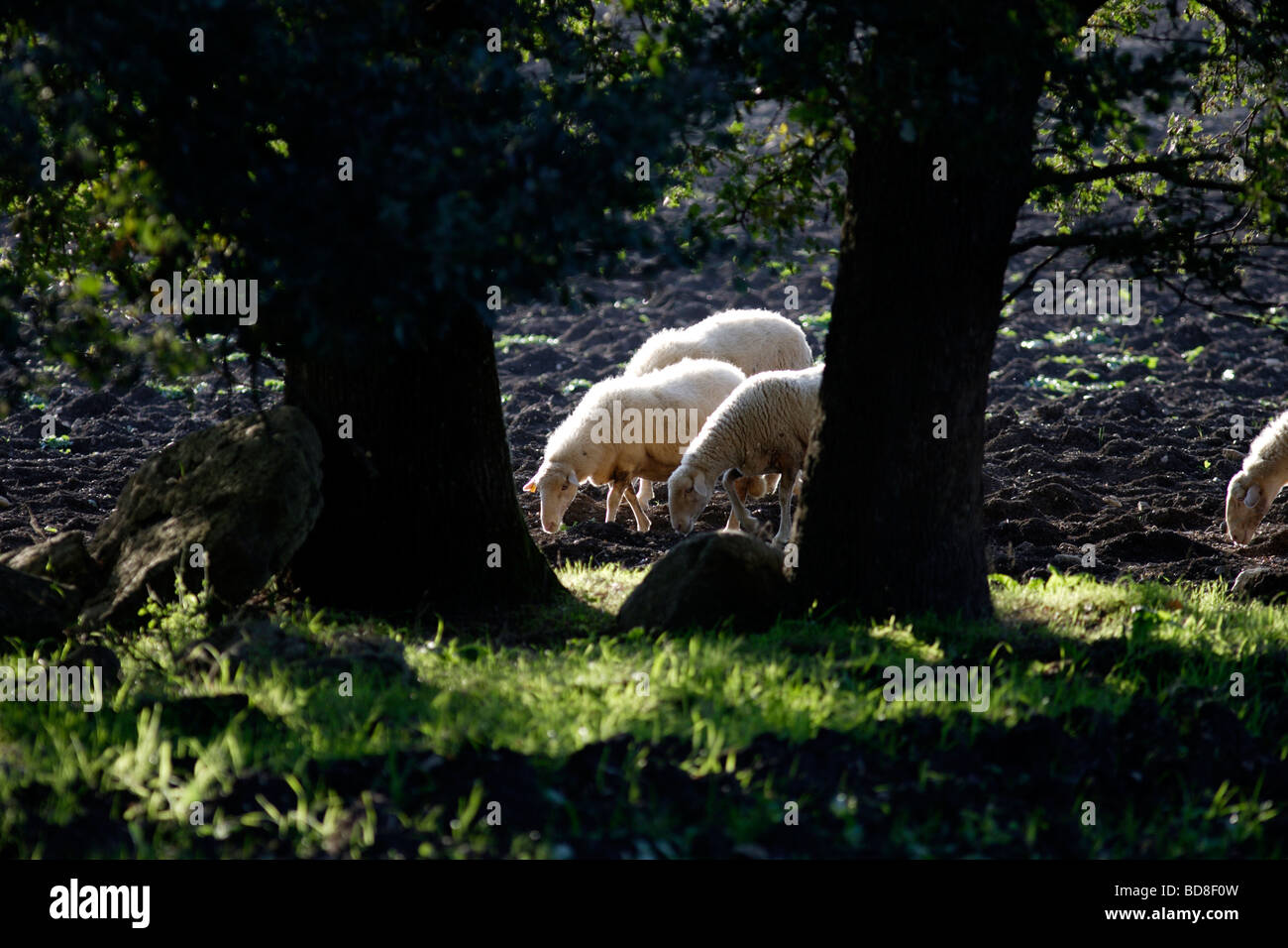 Sheep Grazing Amongst Trees Stock Photo - Alamy