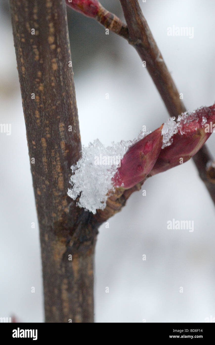 frosted winter budds Stock Photo - Alamy