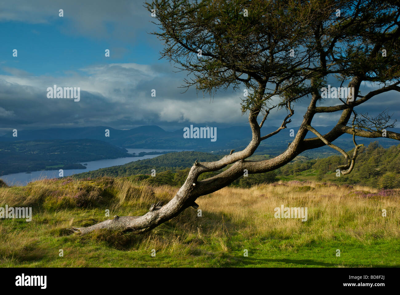 Wind-bent tree and view of Lake Windermere, from Gummers How, Lake ...